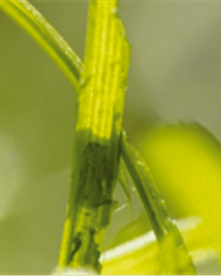 A quick remedy for yellow grass tips