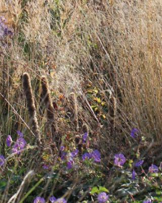 A colorful garden ecosystem - GARDENA